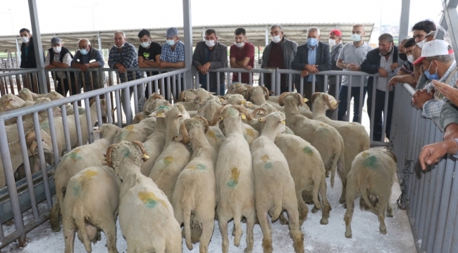 Hayvan Üreticilerine Damızlık Koç ve Teke Desteği - Gazete Gördes